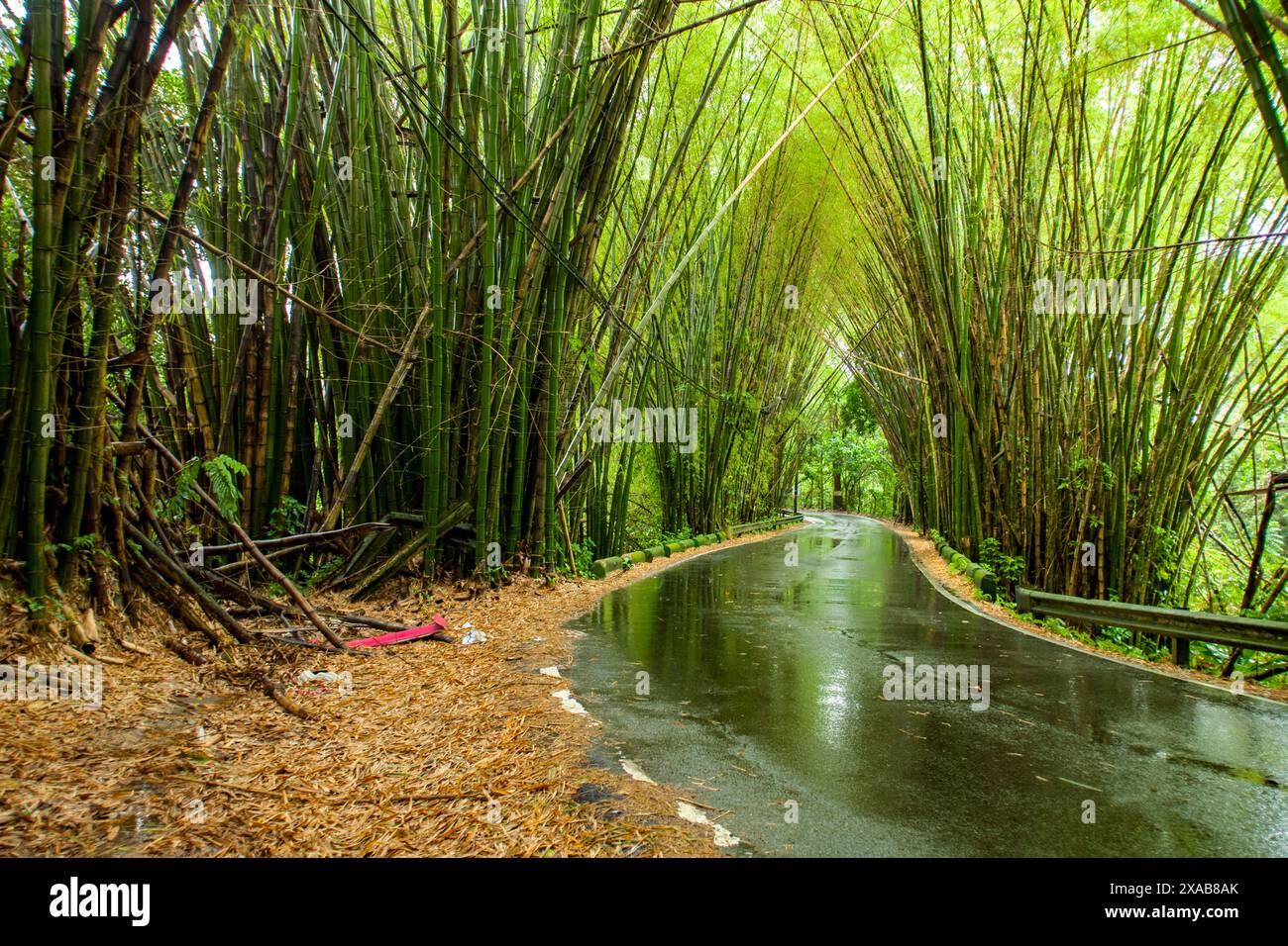 A rain-drenched road in Puerto Rico winds through a lush, vibrant, and ...