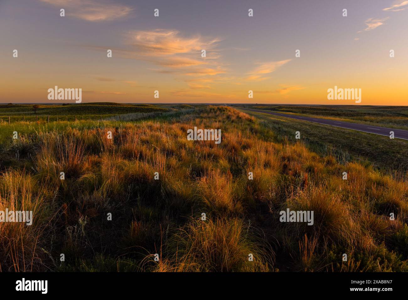Pampas grass landscape, La Pampa Province, Patagonia, Argentina Stock ...