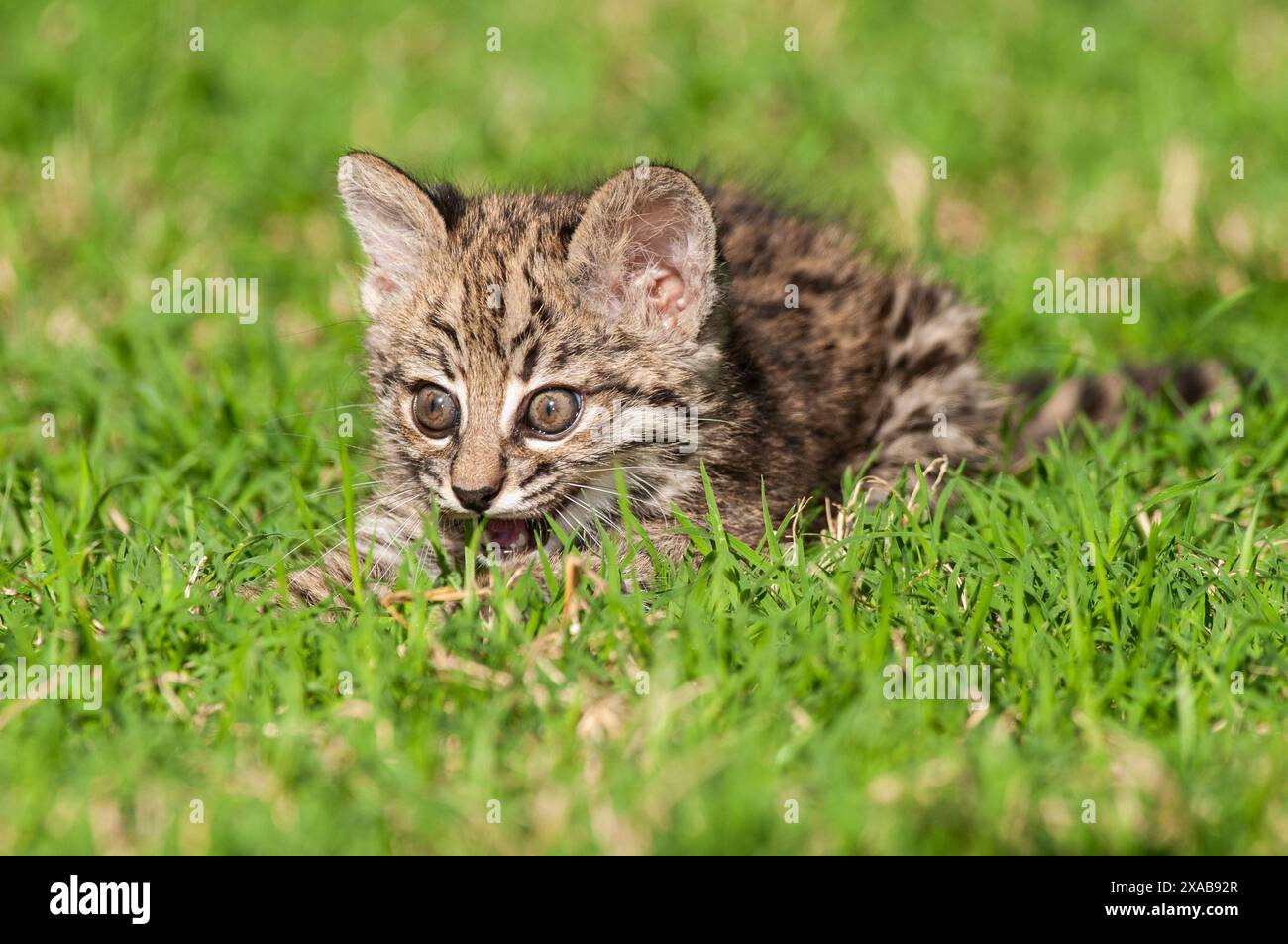 Geoffroy's cat, Leopardus geoffroyi, in Calden Forest environment , La ...