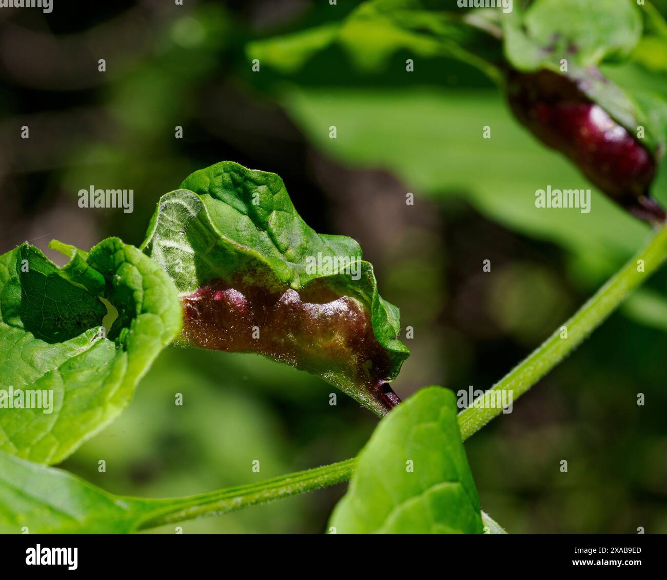 Gall midge hi-res stock photography and images - Alamy