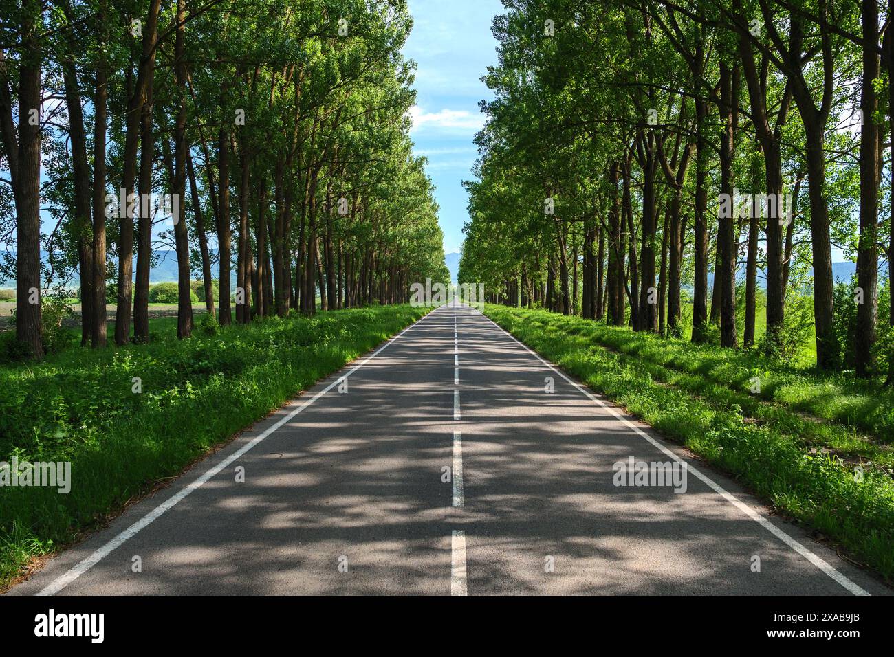 A long paved road stretches into the perspective distance, lined with ...