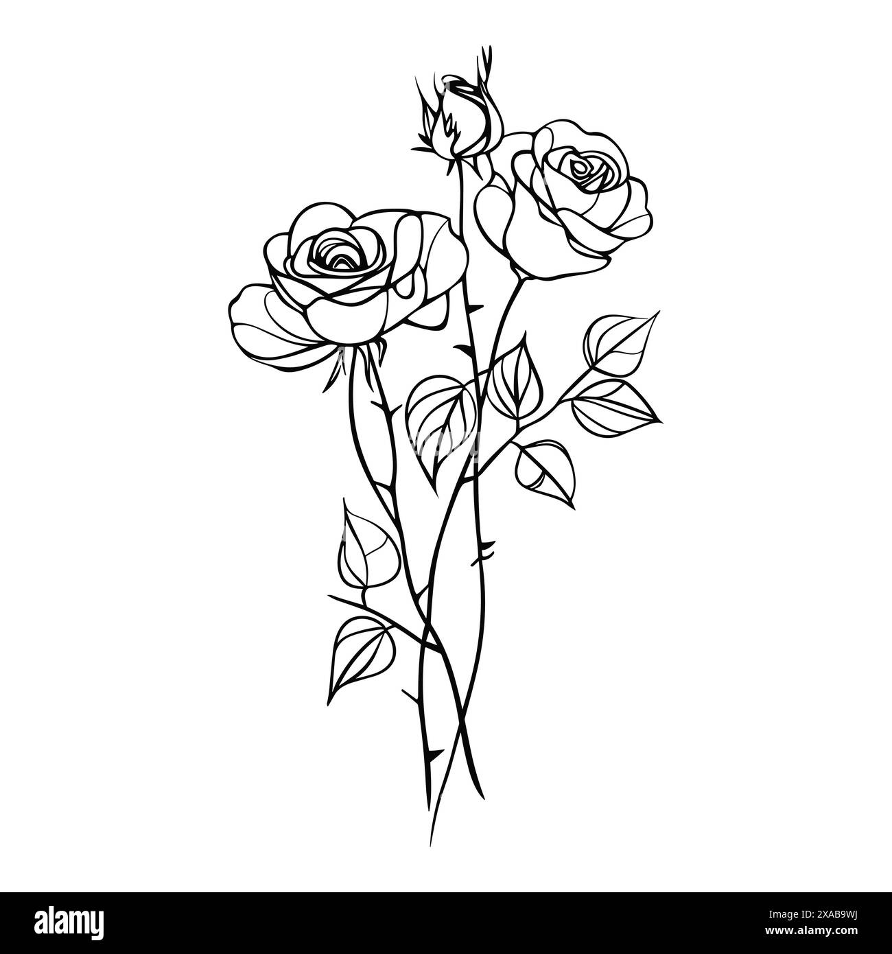 Blossom roses on stem with leaves, line drawing. Flowers in engraving ...