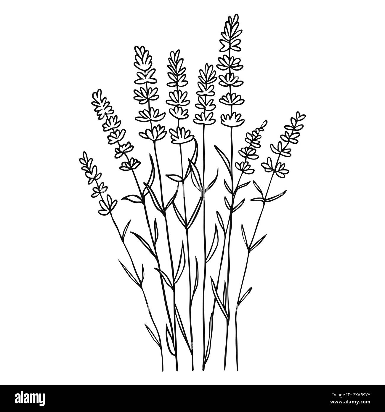 Lavender Flower Drawing Black And White