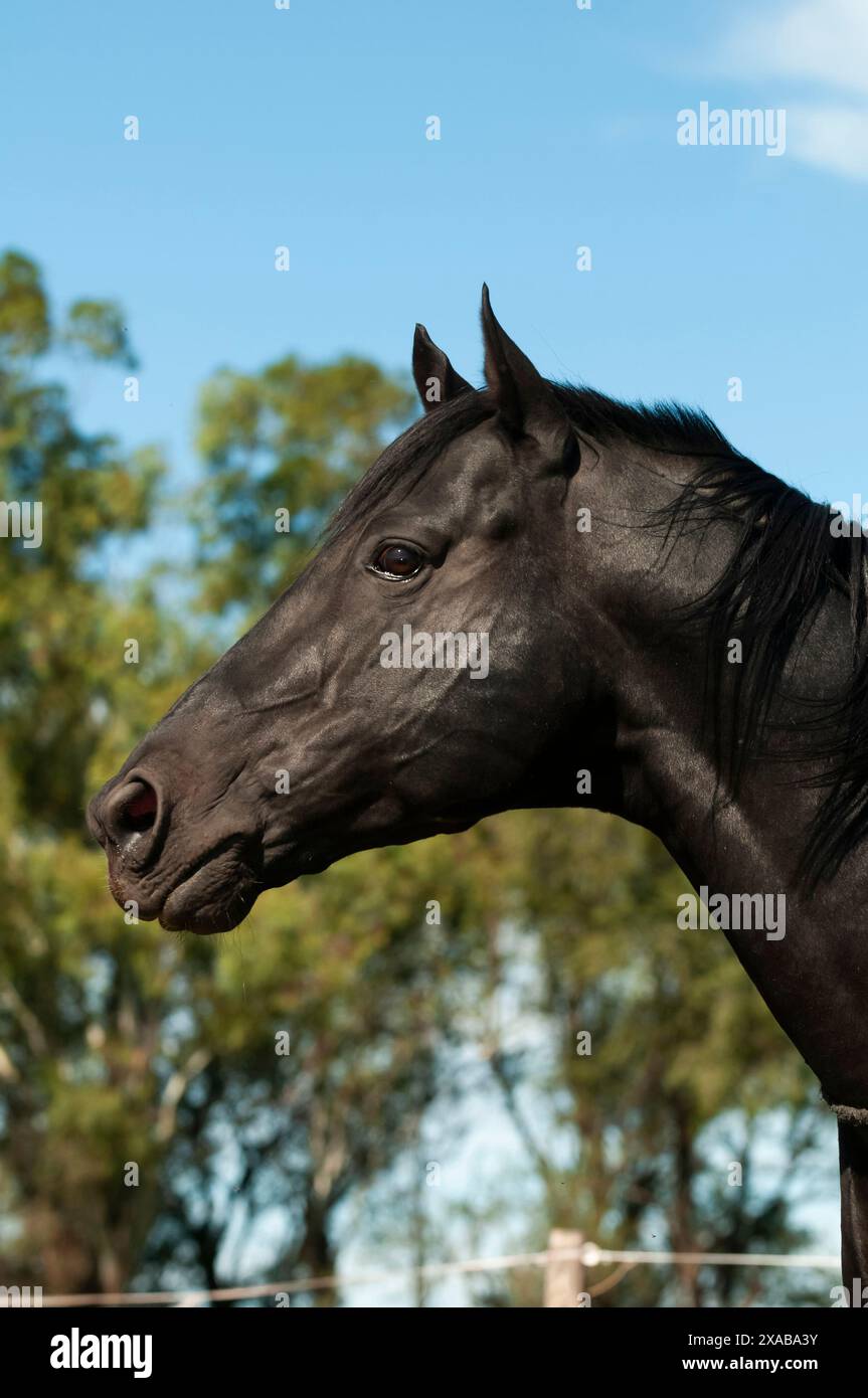 Ebony reproductor hi-res stock photography and images - Alamy