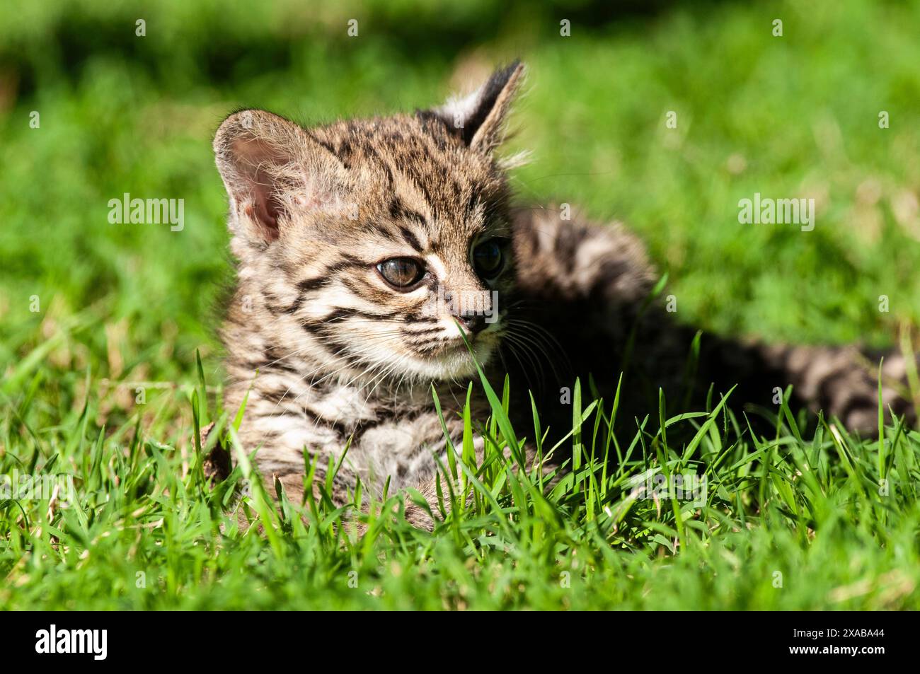 Geoffroy's cat, Leopardus geoffroyi, in Calden Forest environment , La ...