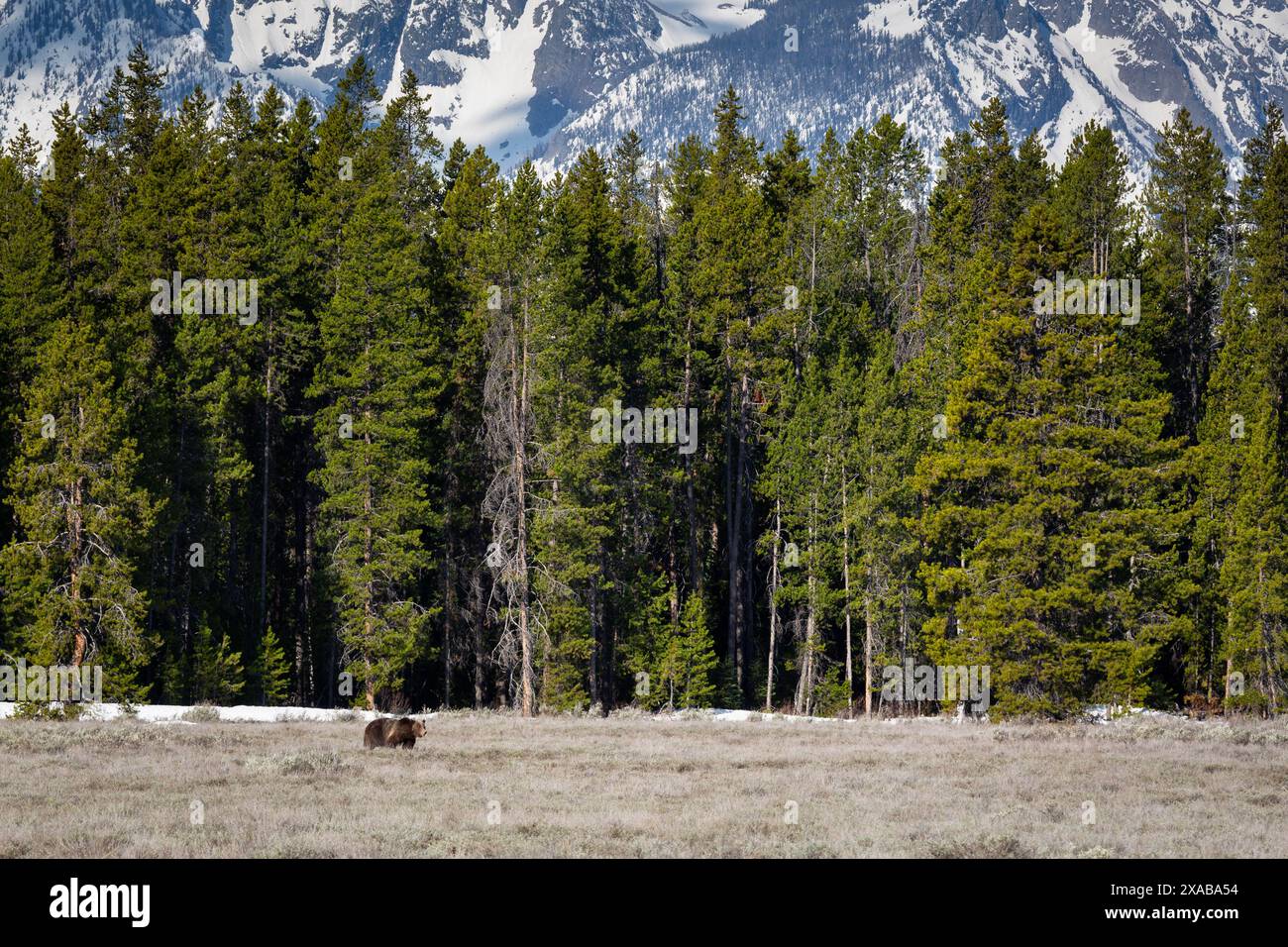 Mount Moran rising above a meadow where Grizzly Bear 399 walks through ...