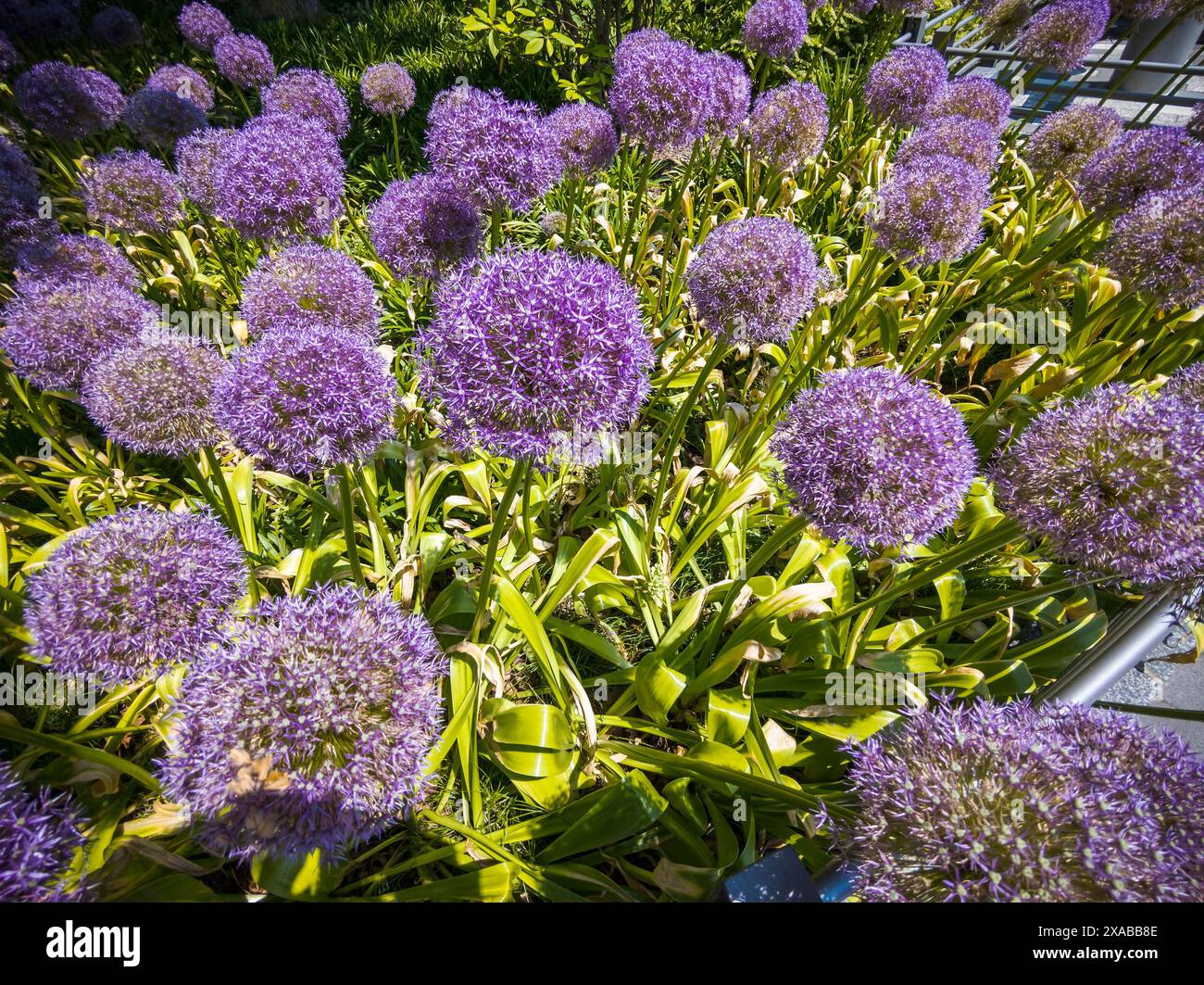 Allium sativum plant plants hi-res stock photography and images - Alamy