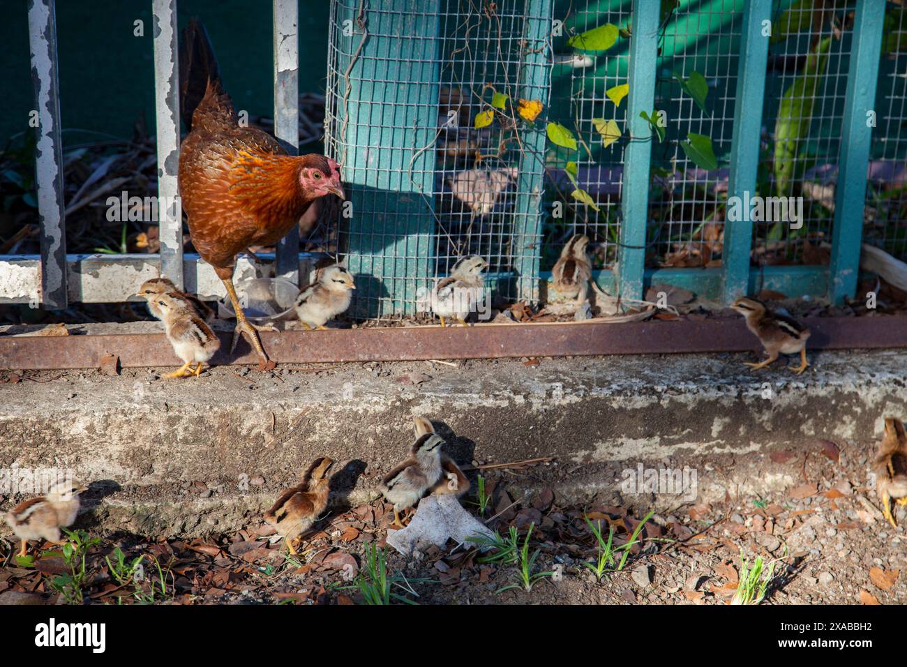 A free-range hen chicken tends to her chicklets in Rincón, Puerto Rico ...