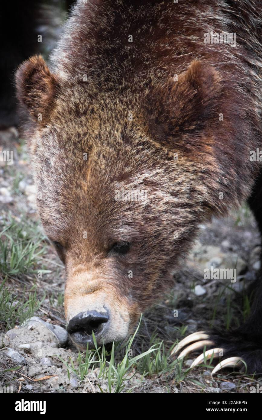 Grizzly Bear 399 using her powerful sense of smell to search for food ...
