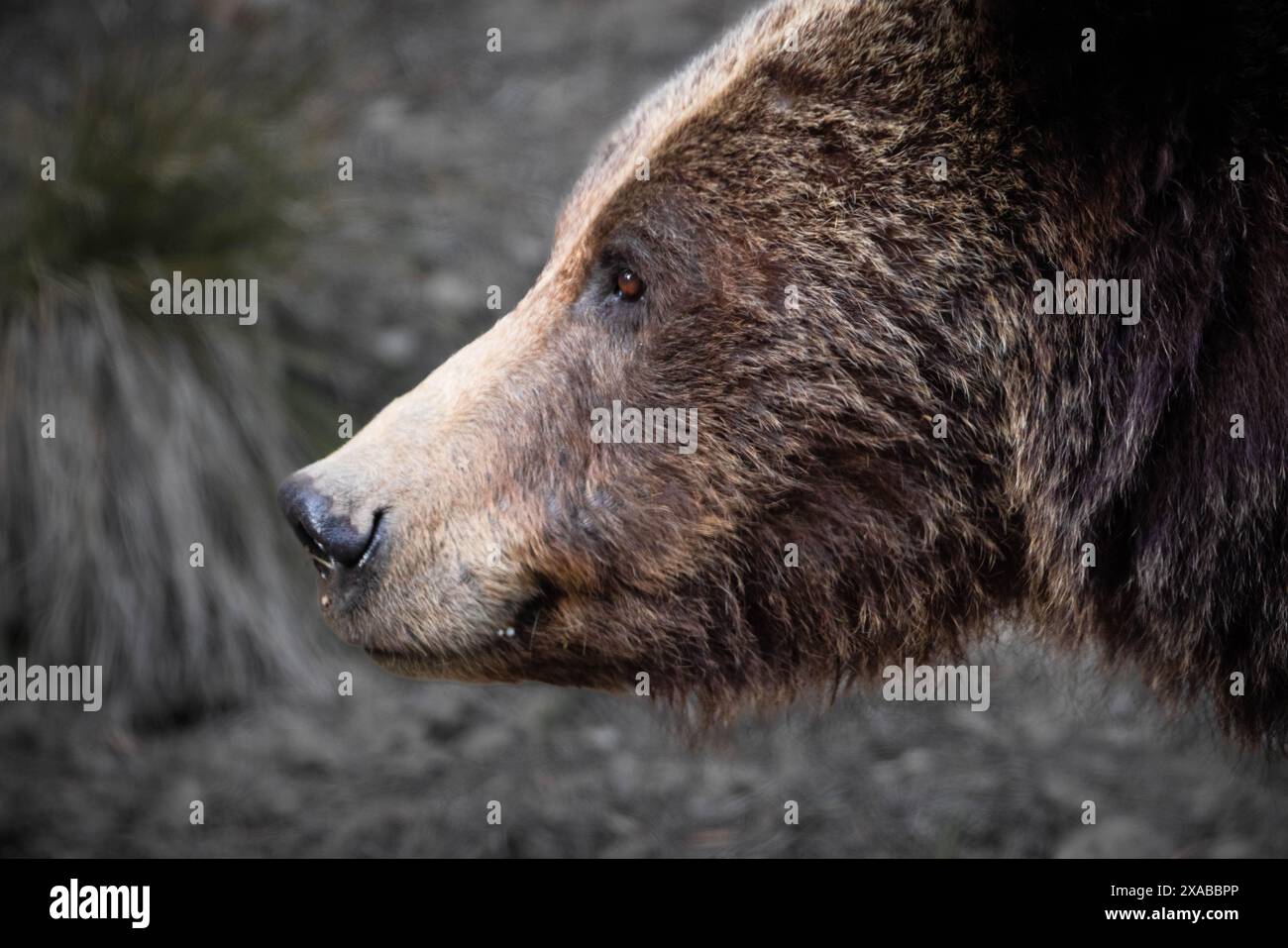 A profile closeup of Grizzly Bear 399 as she searches for food. Grand ...