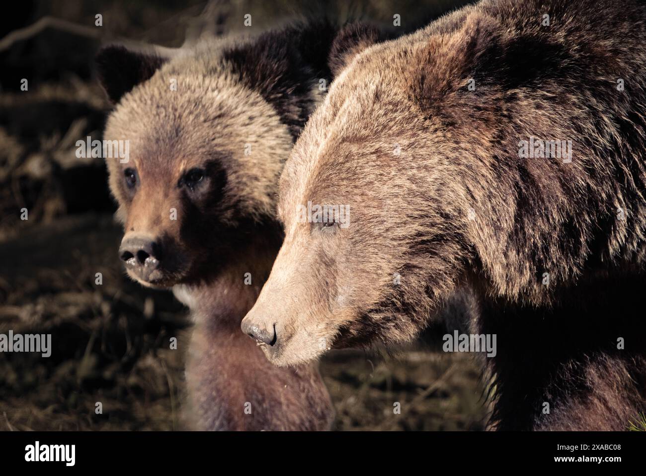 Grizzly Bear 399 walking in sunset light with her solitary yearling cub ...