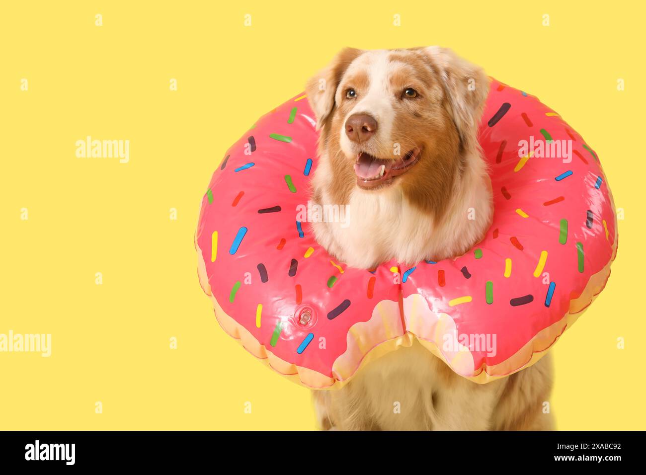 Cute Australian Shepherd dog with inflatable ring in shape of donut on ...