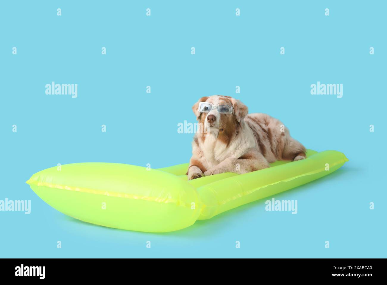 Cute Australian Shepherd dog in sunglasses lying on inflatable mattress ...