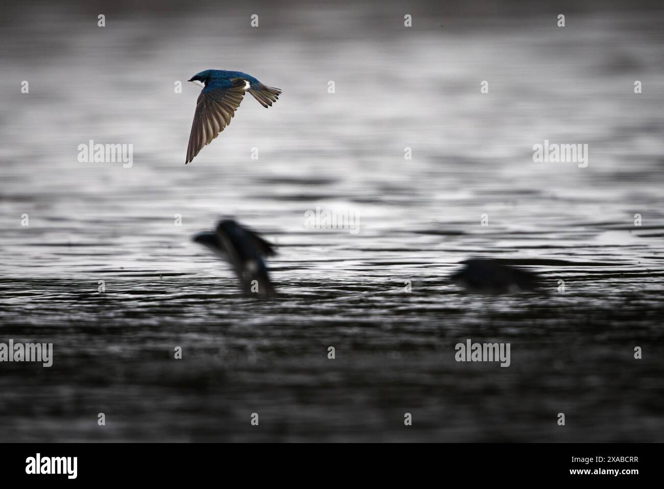 Three tree swallows flying just above the surface of the Snake River ...