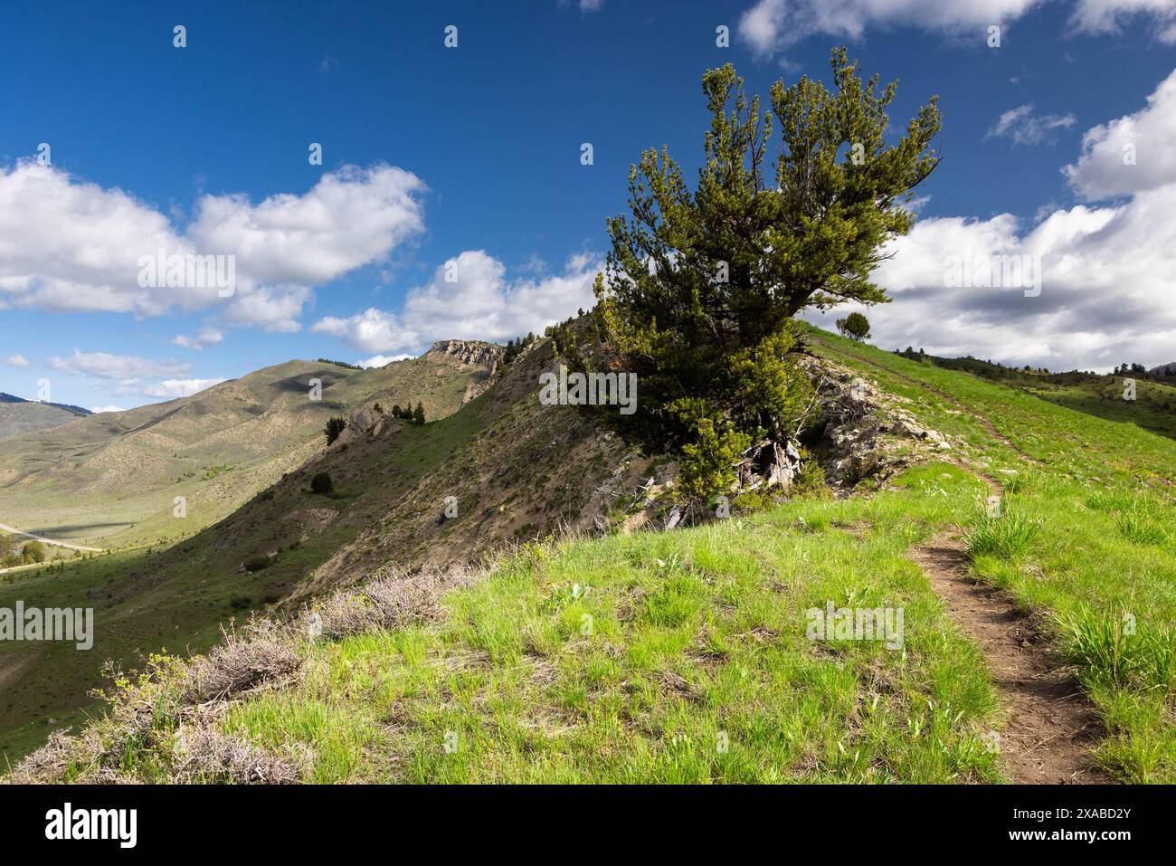 The Arbor Peak Trail winding up the ridgeline above the surrounding ...