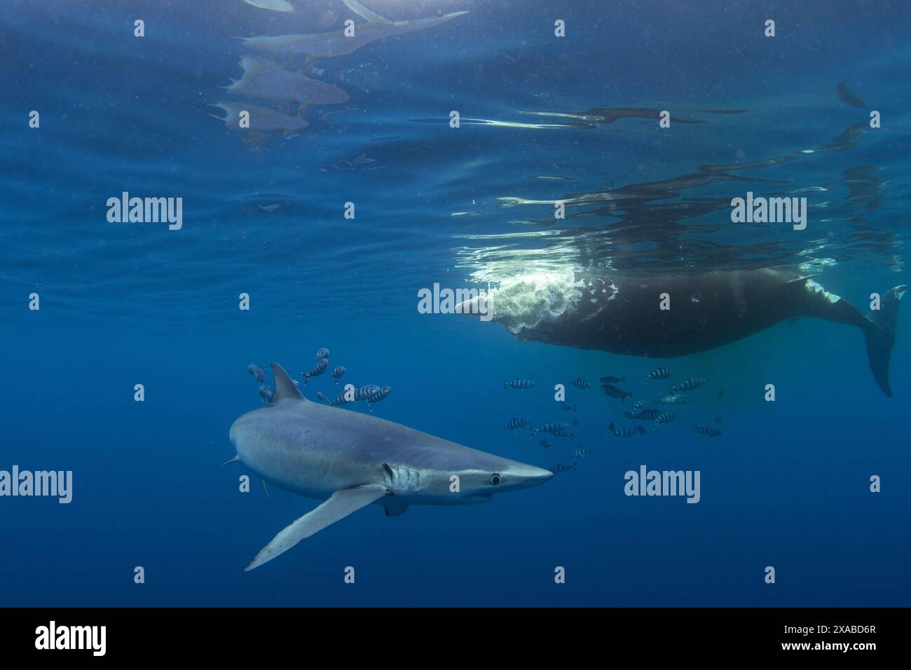 Blue shark are feeding on the death whale. Sharks around the whale's ...