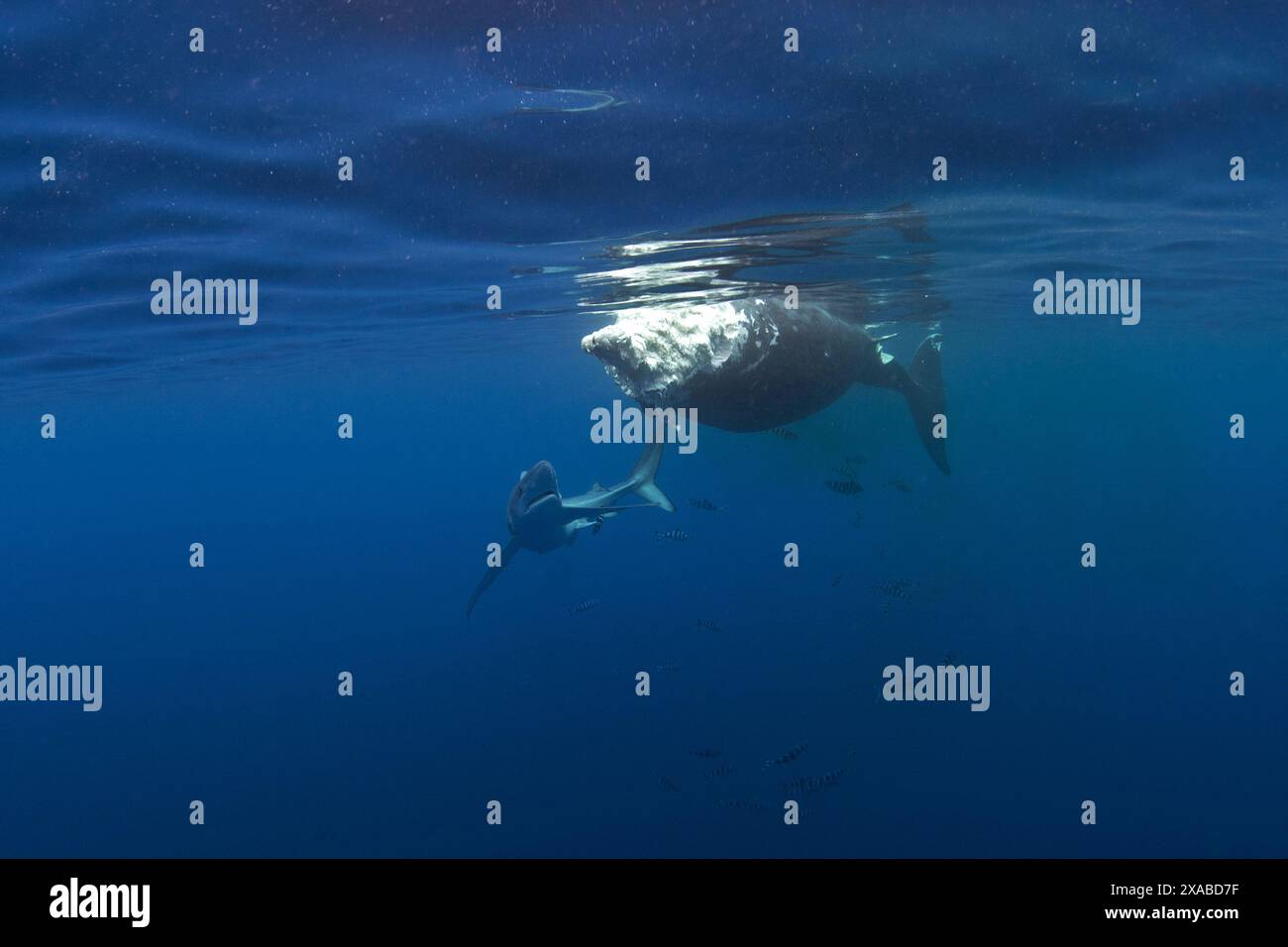 Blue shark are feeding on the death whale. Sharks around the whale's ...