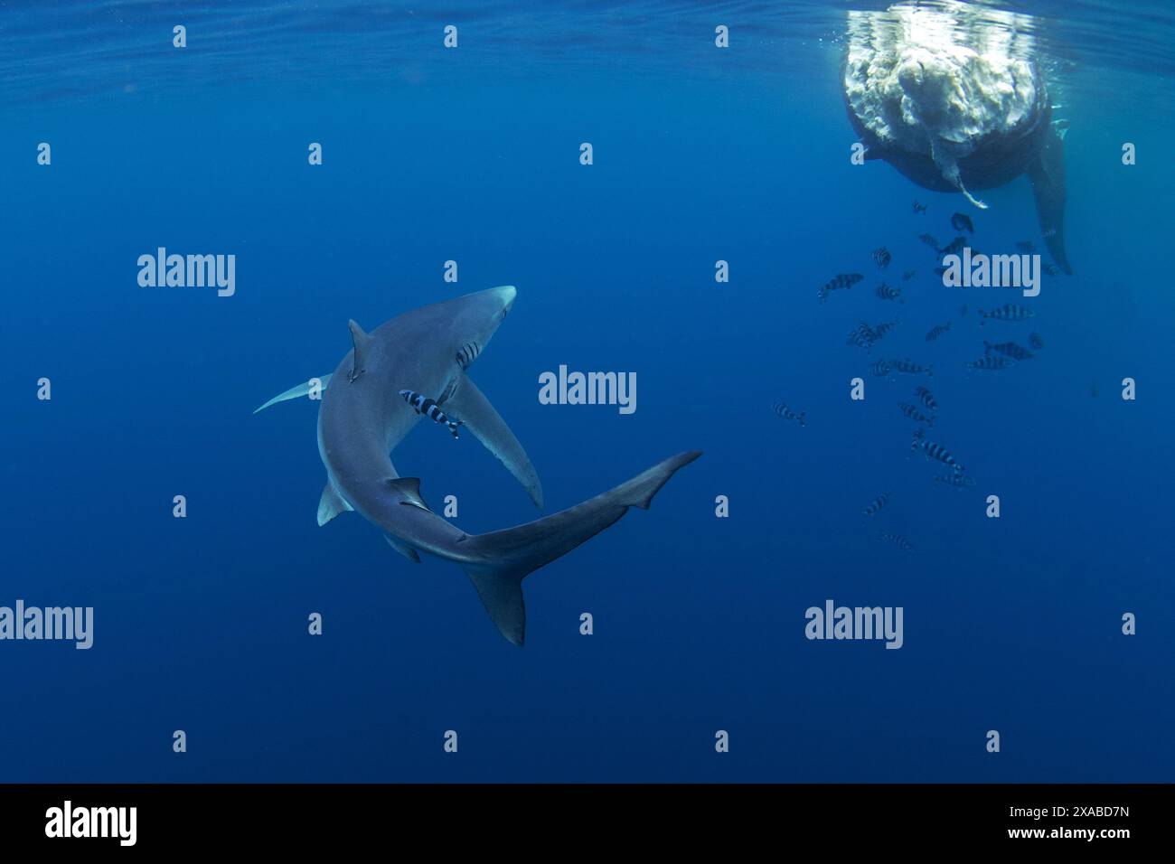 Blue shark are feeding on the death whale. Sharks around the whale's ...