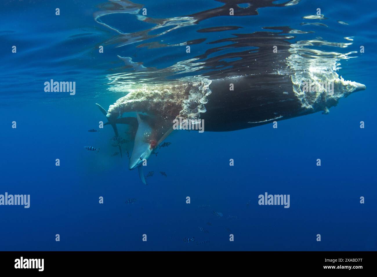Blue shark are feeding on the death whale. Sharks around the whale's ...