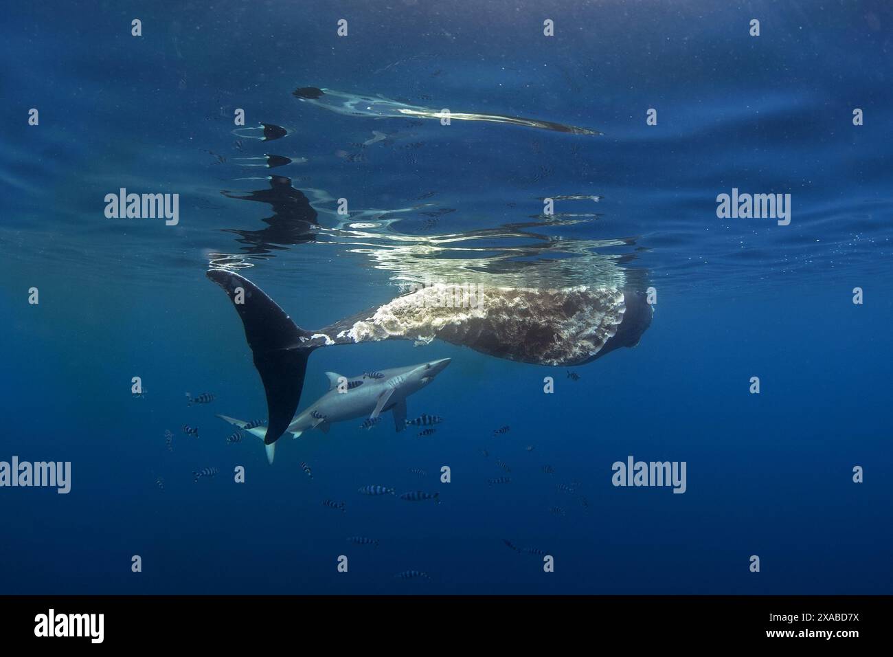 Blue shark are feeding on the death whale. Sharks around the whale's ...