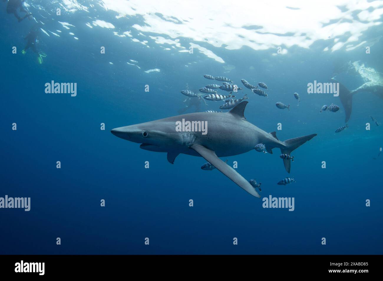 Blue shark are feeding on the death whale. Sharks around the whale's ...