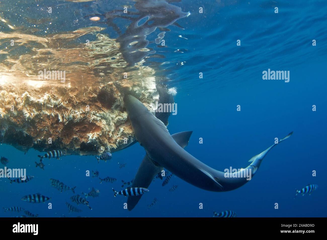 Blue shark are feeding on the death whale. Sharks around the whale's ...