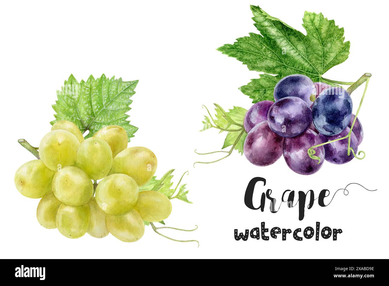 Watercolor of green grapes with detailed leaf, showcasing botanical handpainted art of vine ...