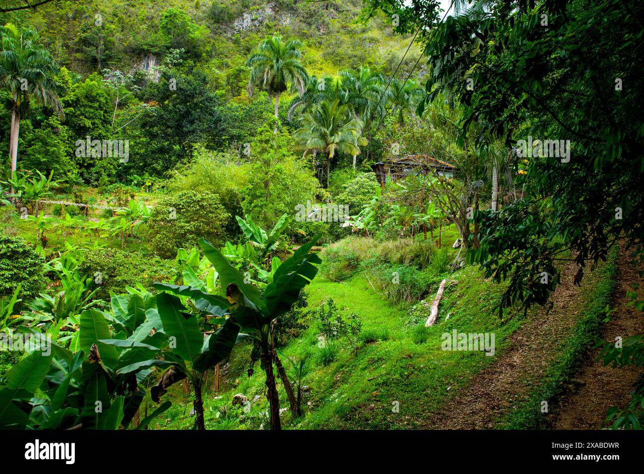 Lost in the lush paradise of a Puerto Rican rainforest, banana trees ...