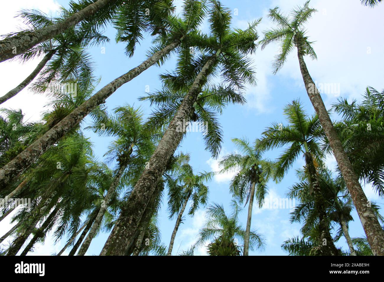 Low Angle Shot of Royal Palms in Palmgarden. World Heritage Site in ...