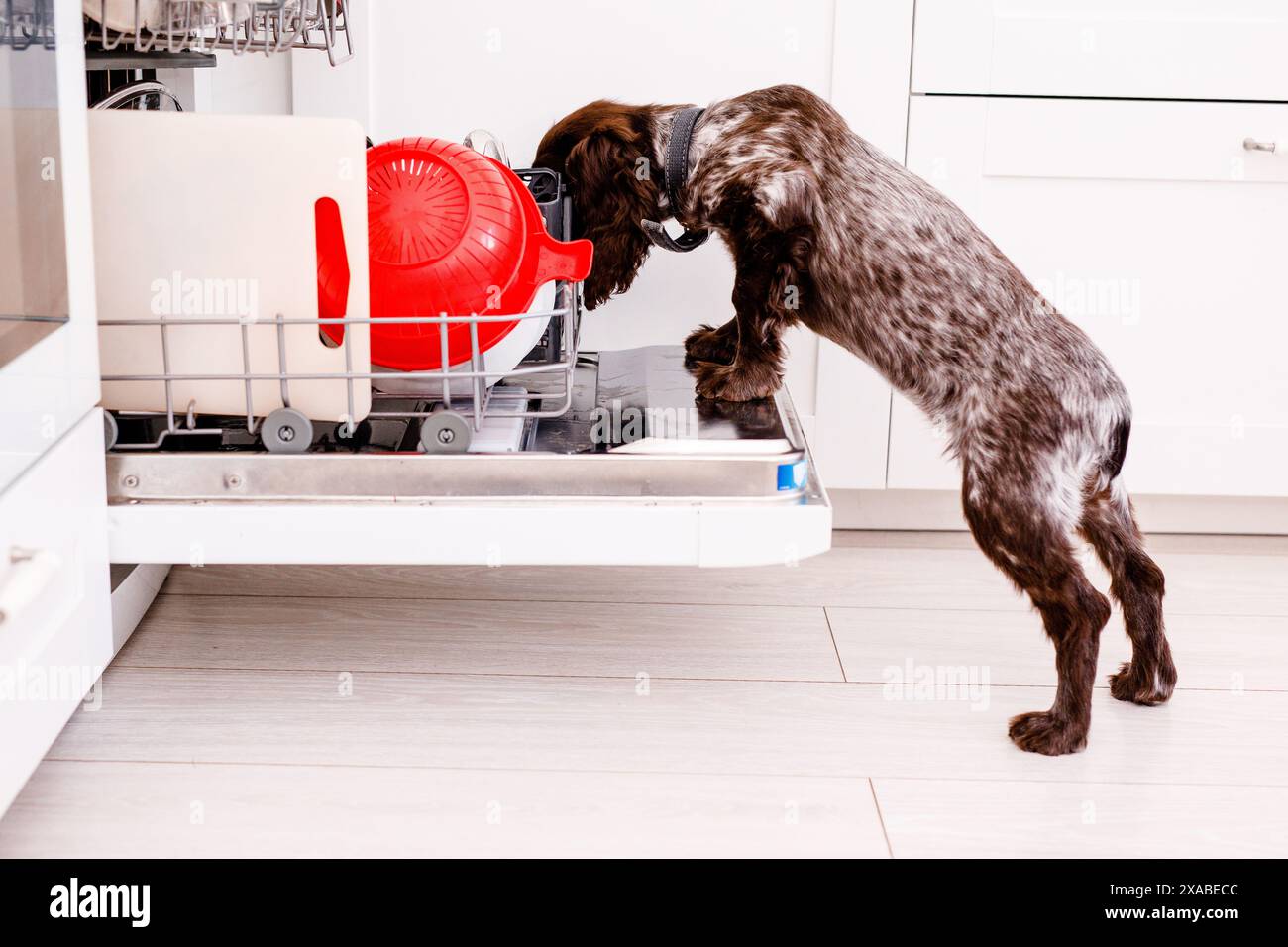 Spaniel dog licks dirty plates in full dishwasher Stock Photo - Alamy