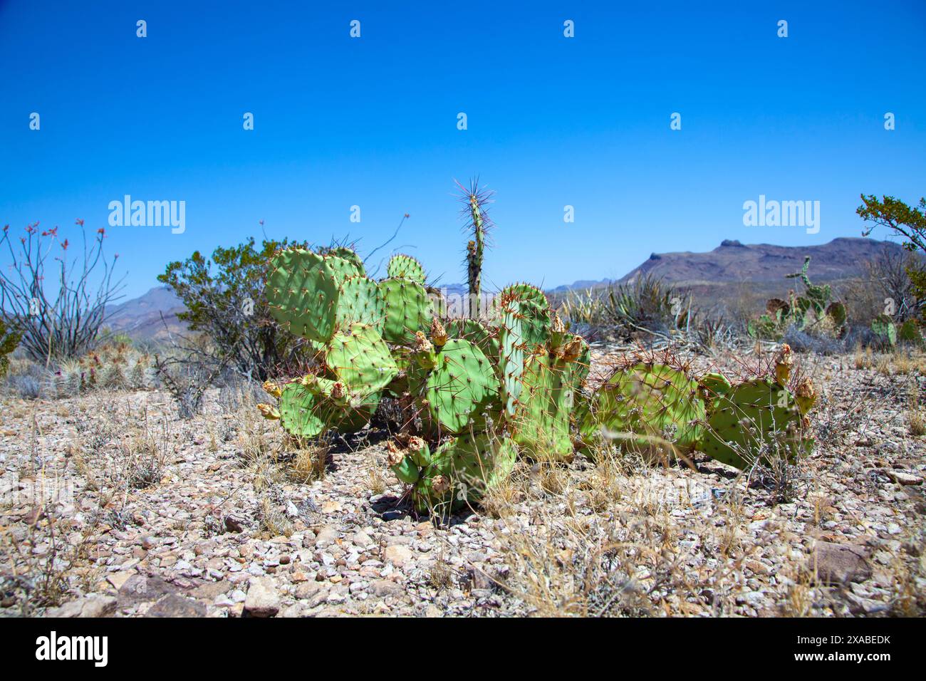 A Texas prickly pear cacti at Big Bend National Park Stock Photo - Alamy