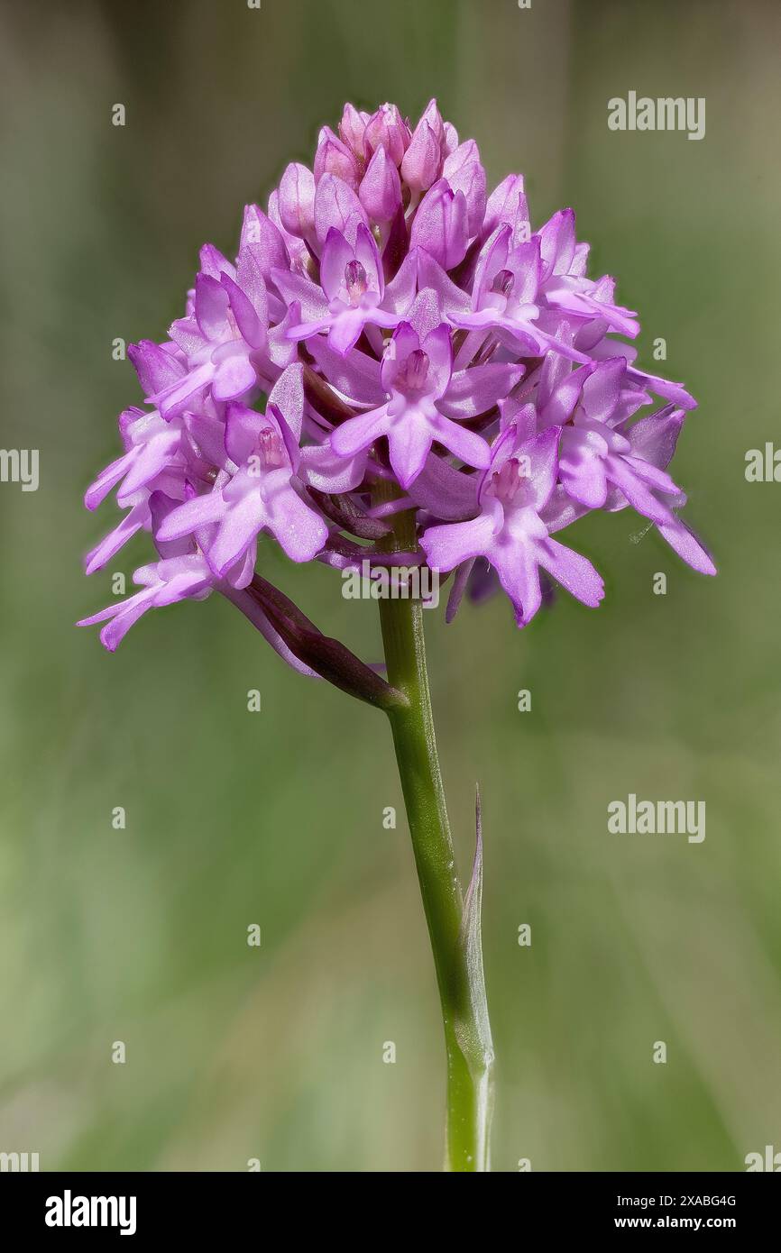 Pyramidal orchid (Anacamptis pyramidalis), Orchidaceae. Wild european ...