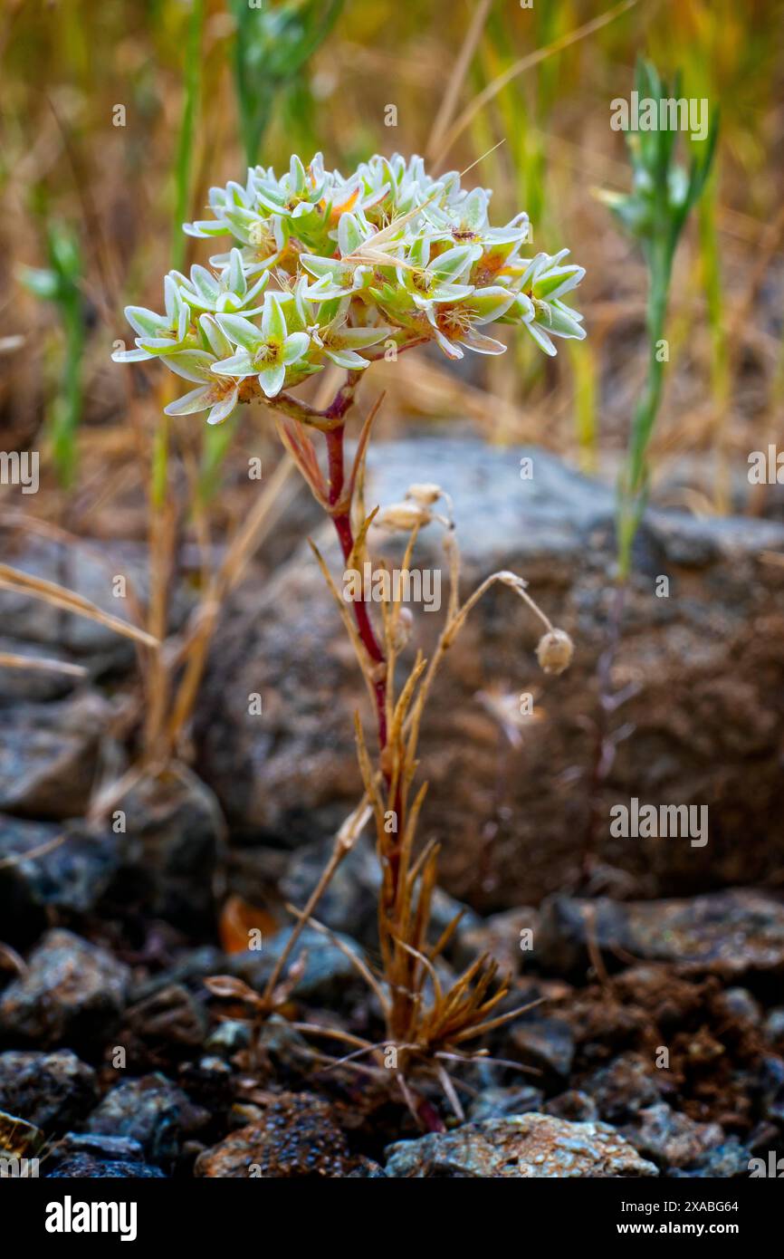 Perennial knawel (Scleranthus perennis). Caryophyllaceae. Wild plant ...