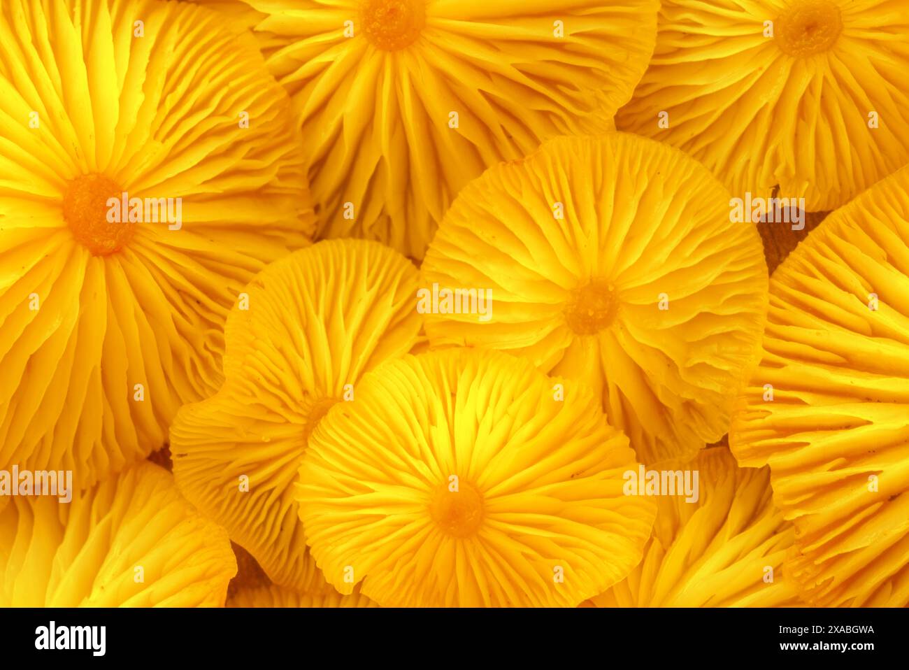 Inverted caps of wild mushrooms of yellow color. Abstract macro ...