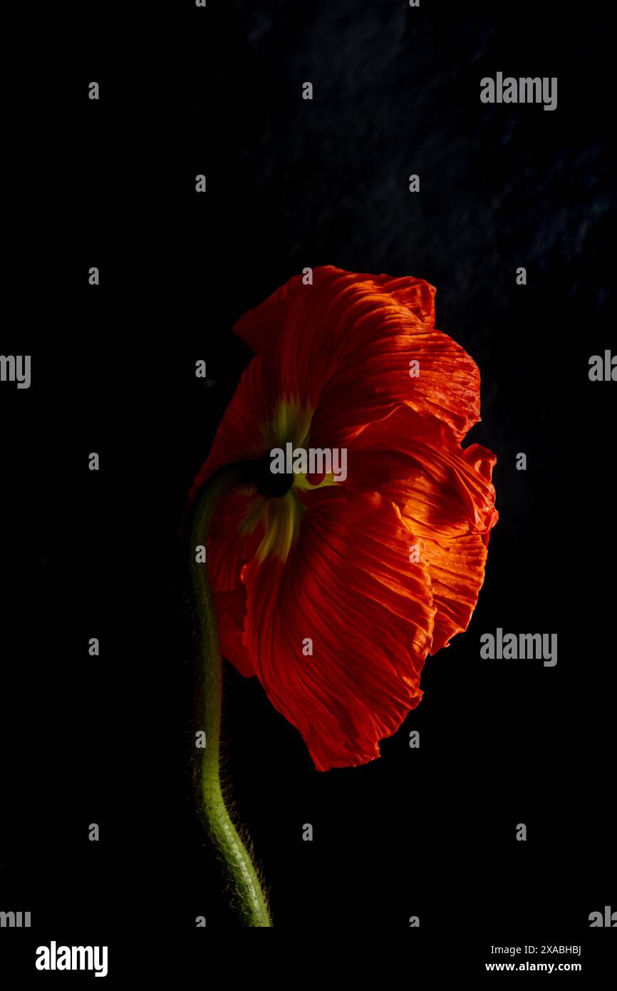 Low key aesthetics photo. Orange red poppy on a black background and ...