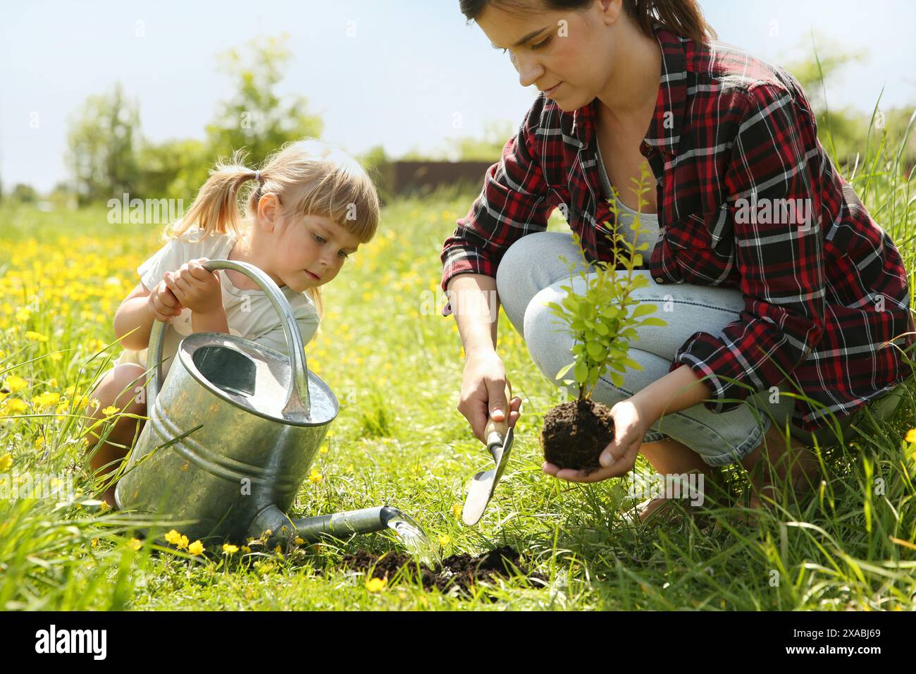 Seedling with mother tree hi-res stock photography and images - Alamy
