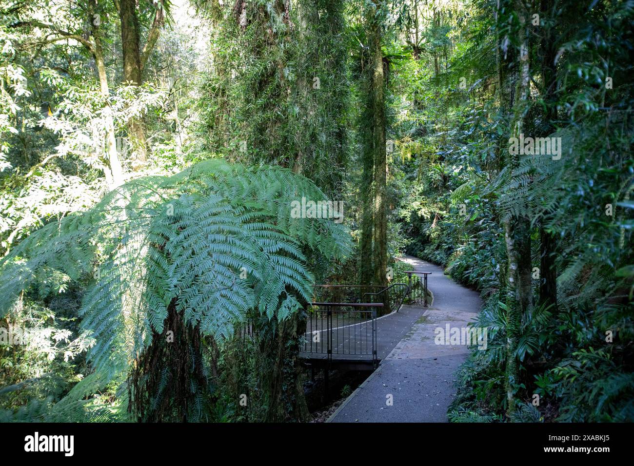 Dorrigo National Park on Waterfall Way Dorrigo, UNESCO world heritage ...