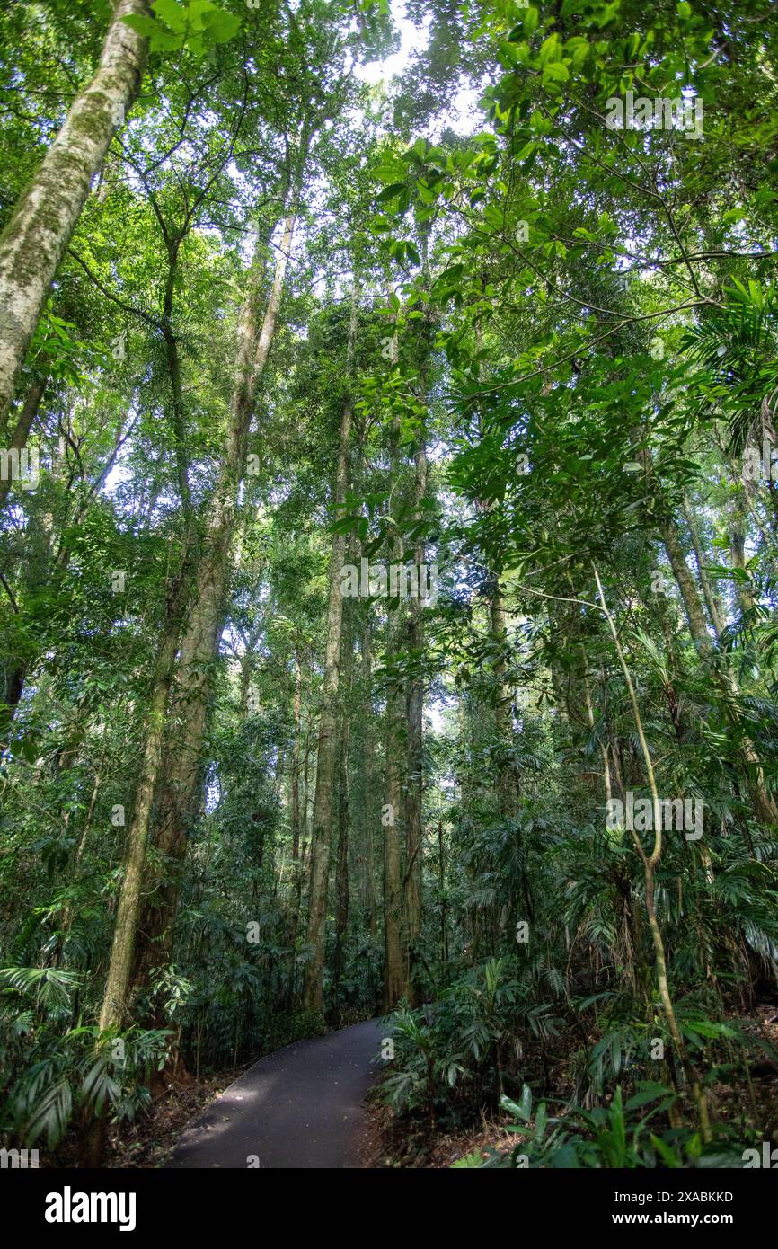 Dorrigo National Park on Waterfall Way Dorrigo, UNESCO world heritage ...