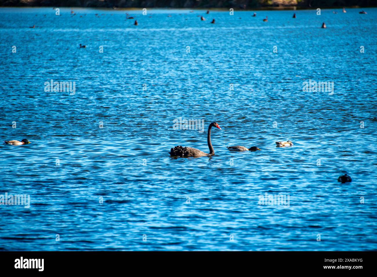 Henley lake park hi-res stock photography and images - Alamy