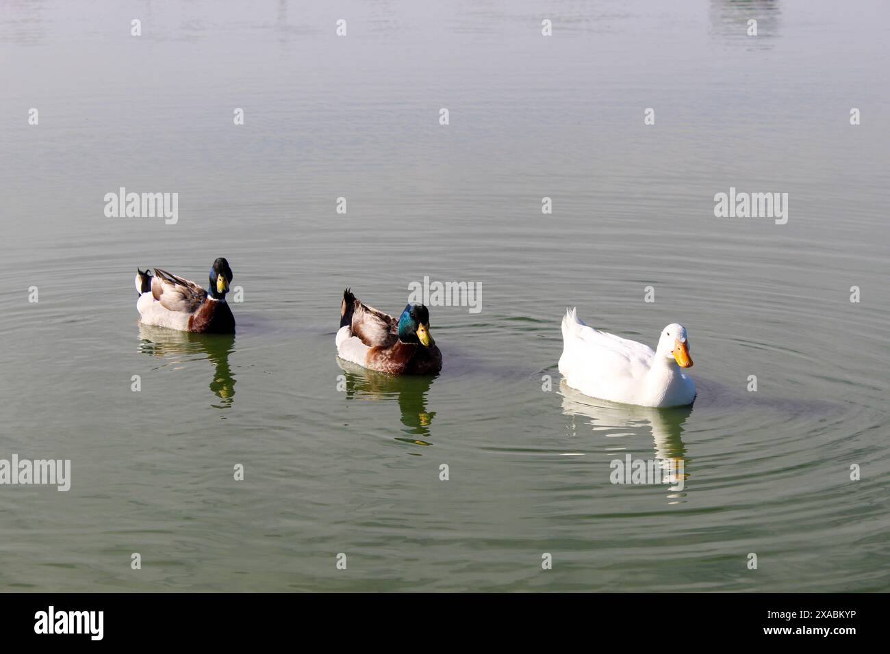 Three ducks swim side-by-side in a lake Stock Photo - Alamy