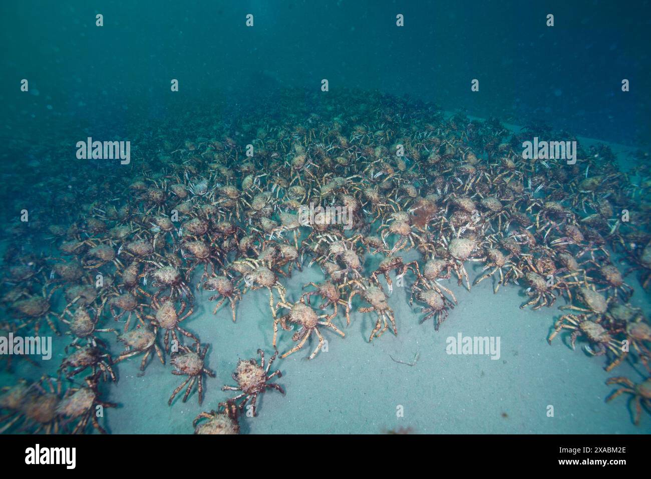 Crabs migration hi-res stock photography and images - Alamy