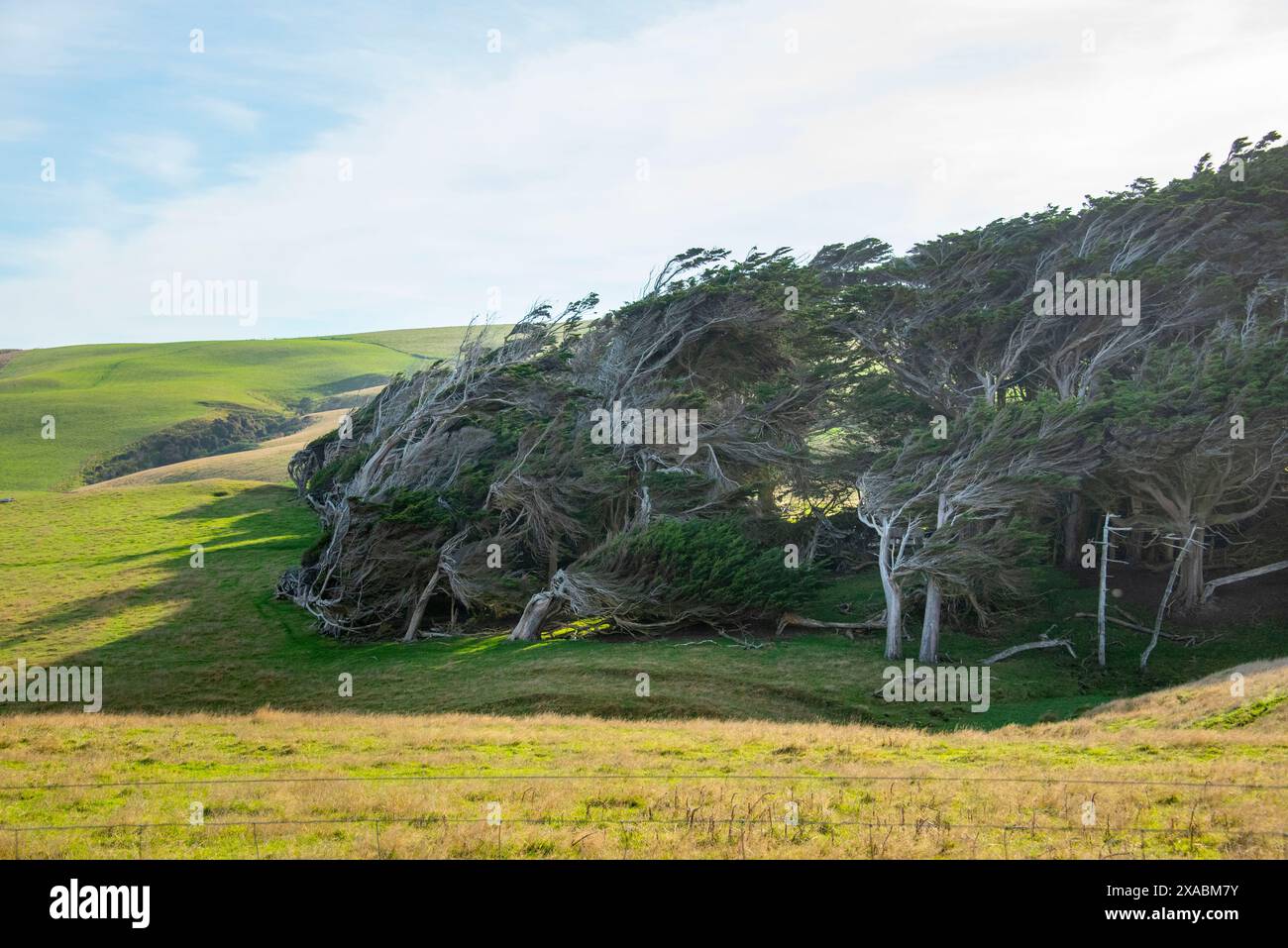 The Trees of Slope Point - New Zealand Stock Photo - Alamy