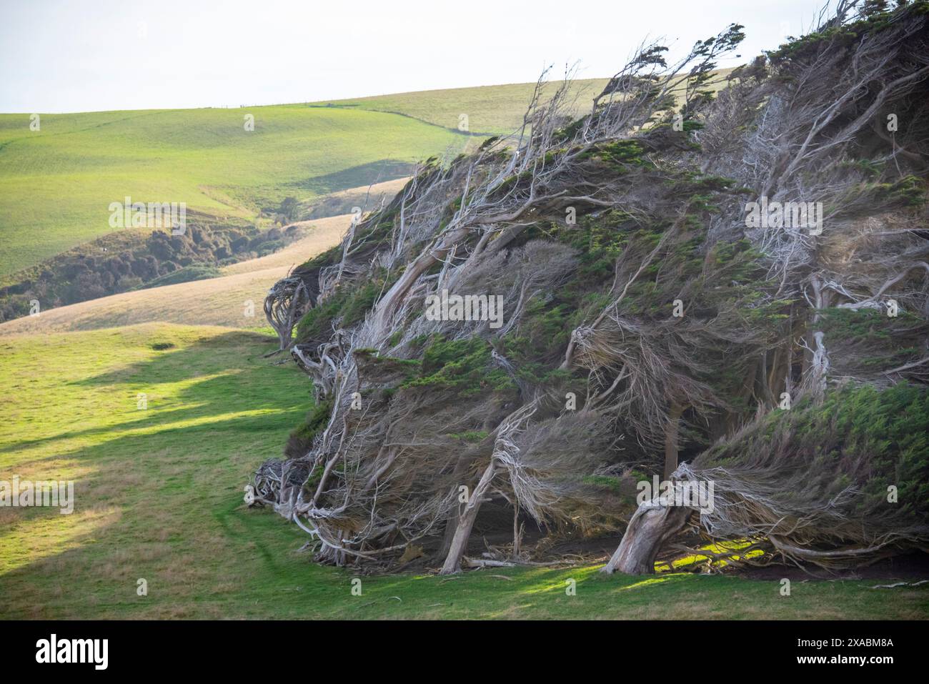 The Trees of Slope Point - New Zealand Stock Photo - Alamy