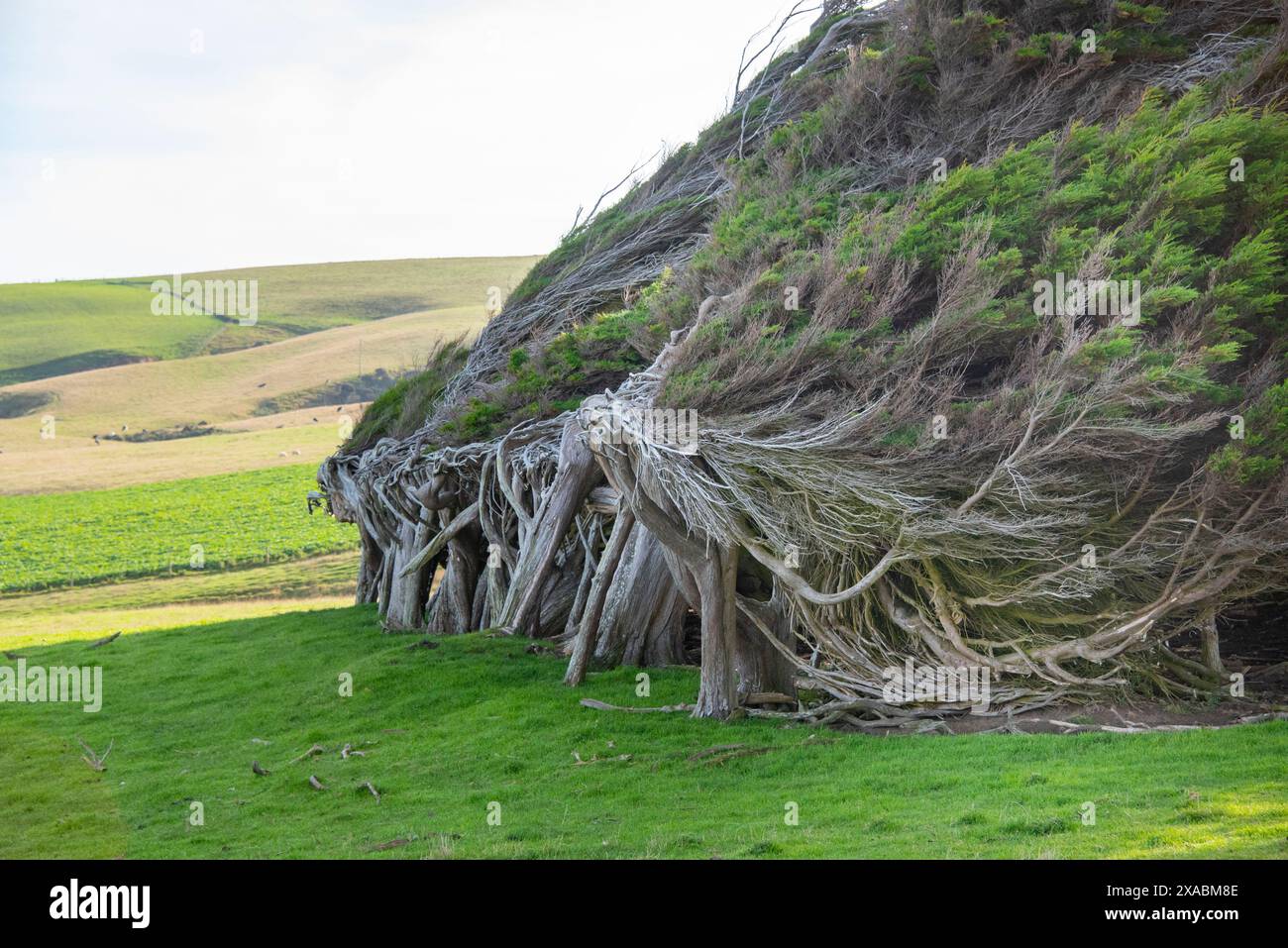 The Trees of Slope Point - New Zealand Stock Photo - Alamy