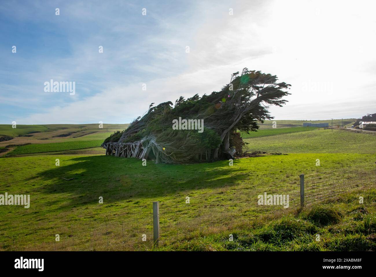 The Trees of Slope Point - New Zealand Stock Photo - Alamy