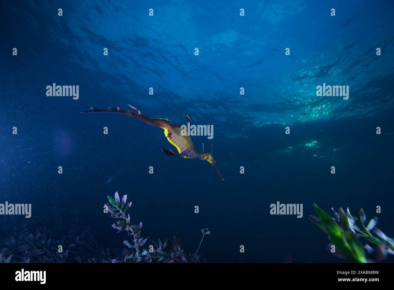 Male seahorse eggs hi-res stock photography and images - Alamy