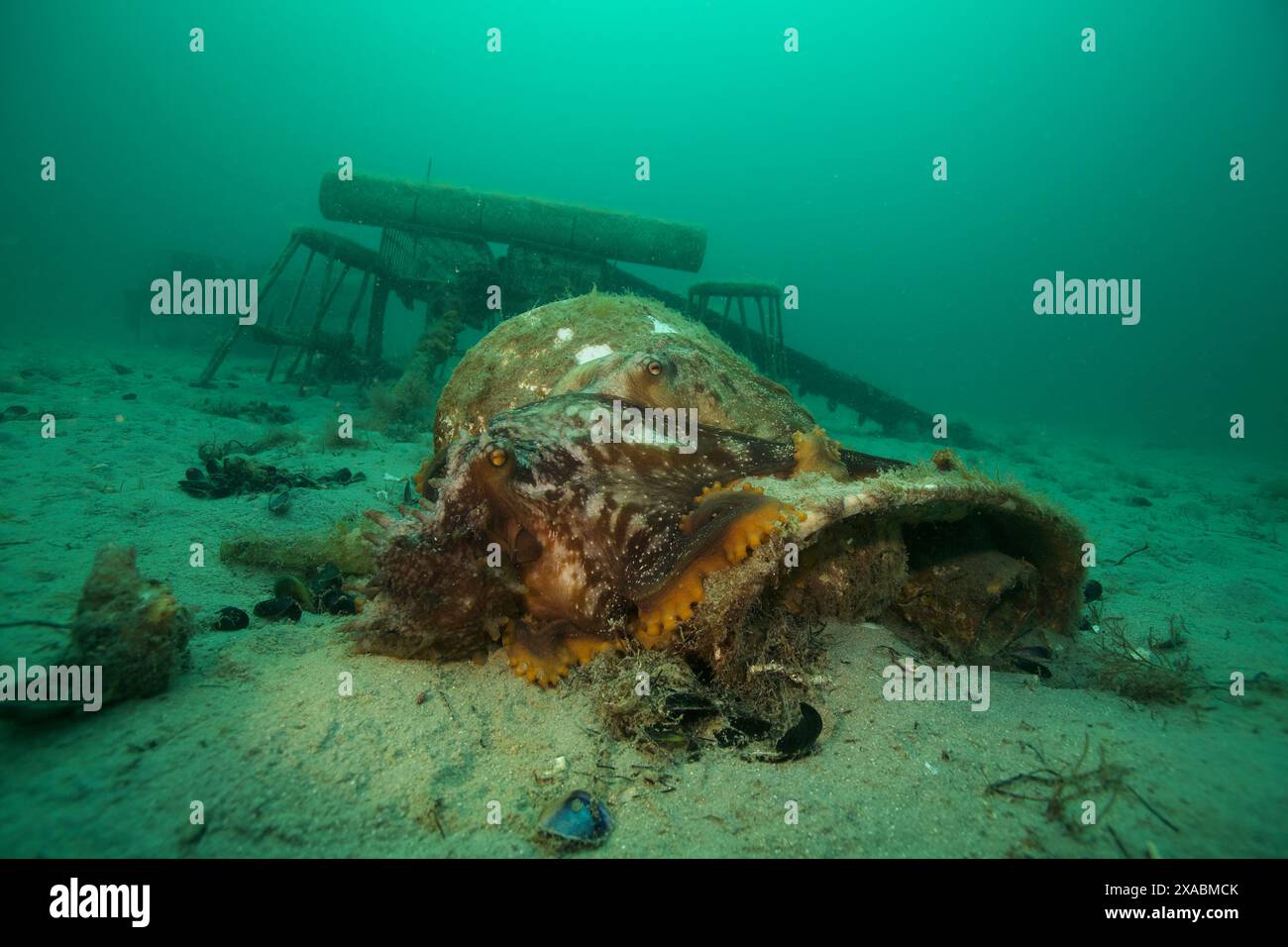 Octopus mating hi-res stock photography and images - Alamy