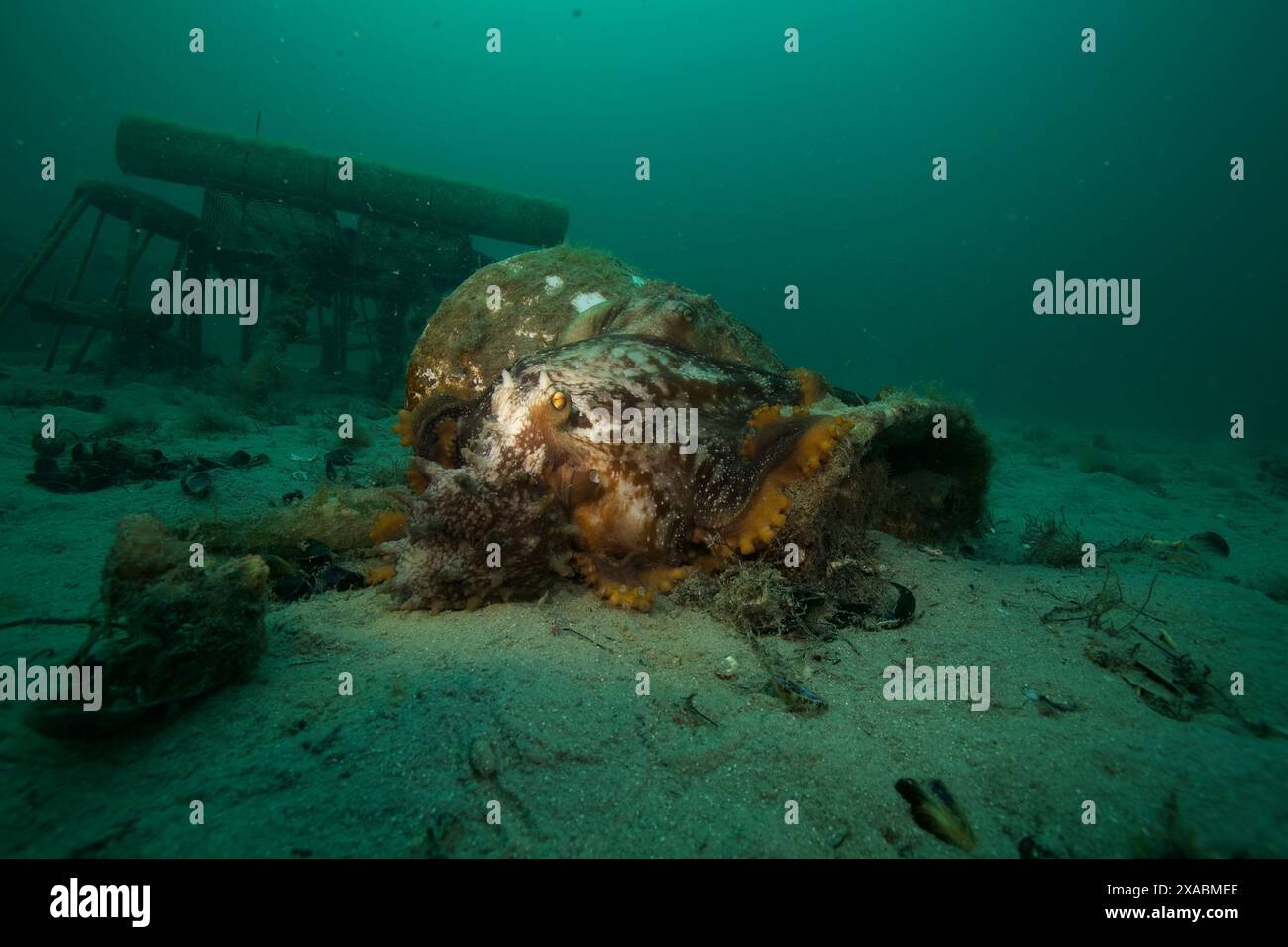 Two octopus mating on outer reef Stock Photo - Alamy