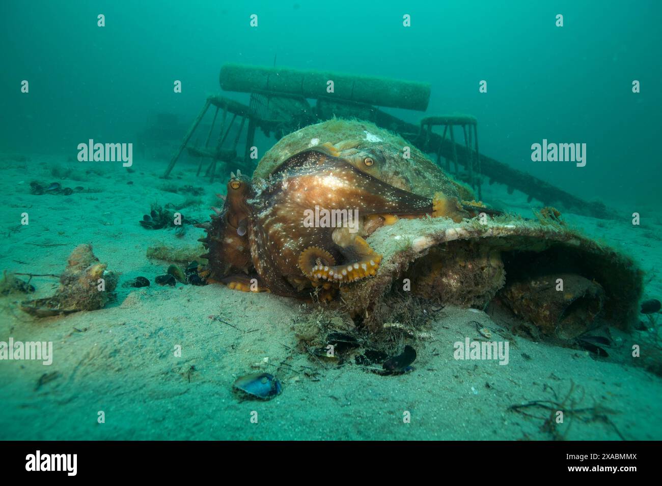 Octopus underwater mating hi-res stock photography and images - Alamy