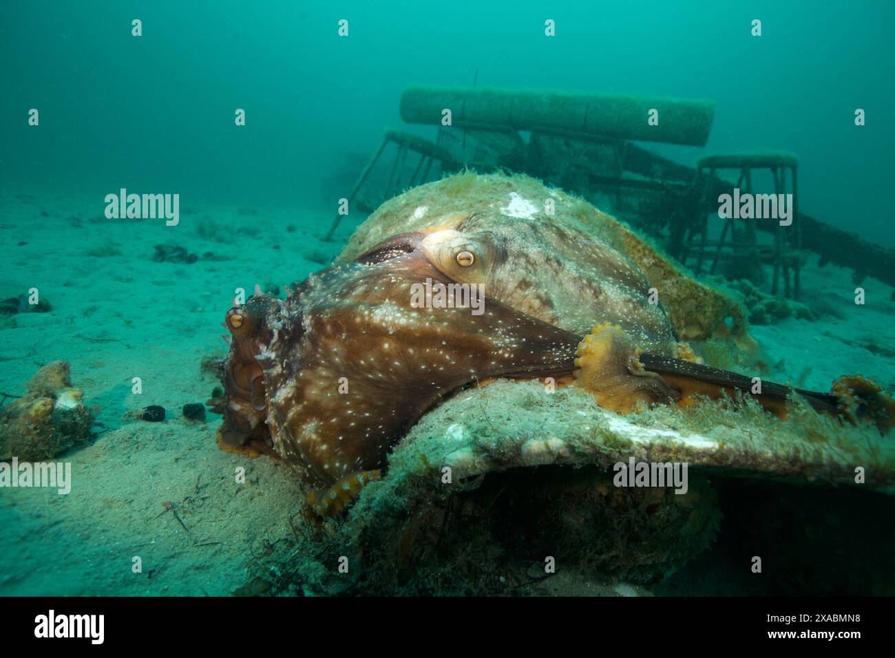Outer reef hi-res stock photography and images - Alamy